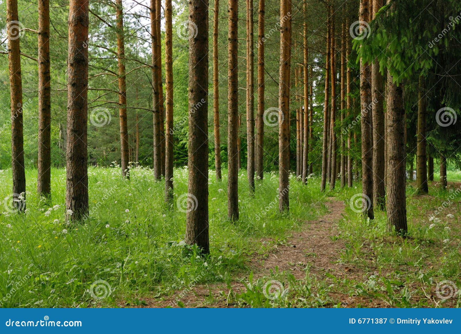 Lovely Pine Trees with Path Stock Image - Image of evergreen, nature ...