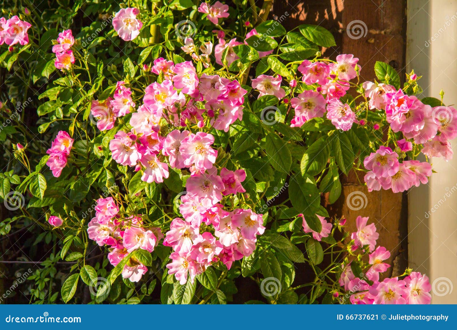 Lovely pink climbing roses stock image. Image of front - 66737621
