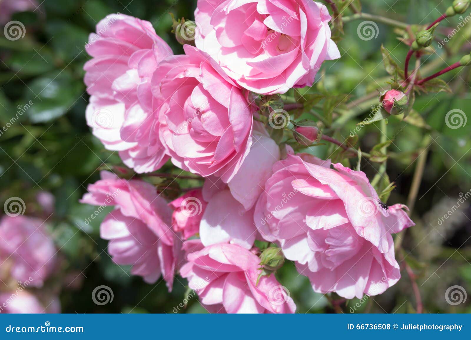 Lovely pink climbing roses stock photo. Image of gardening - 66736508