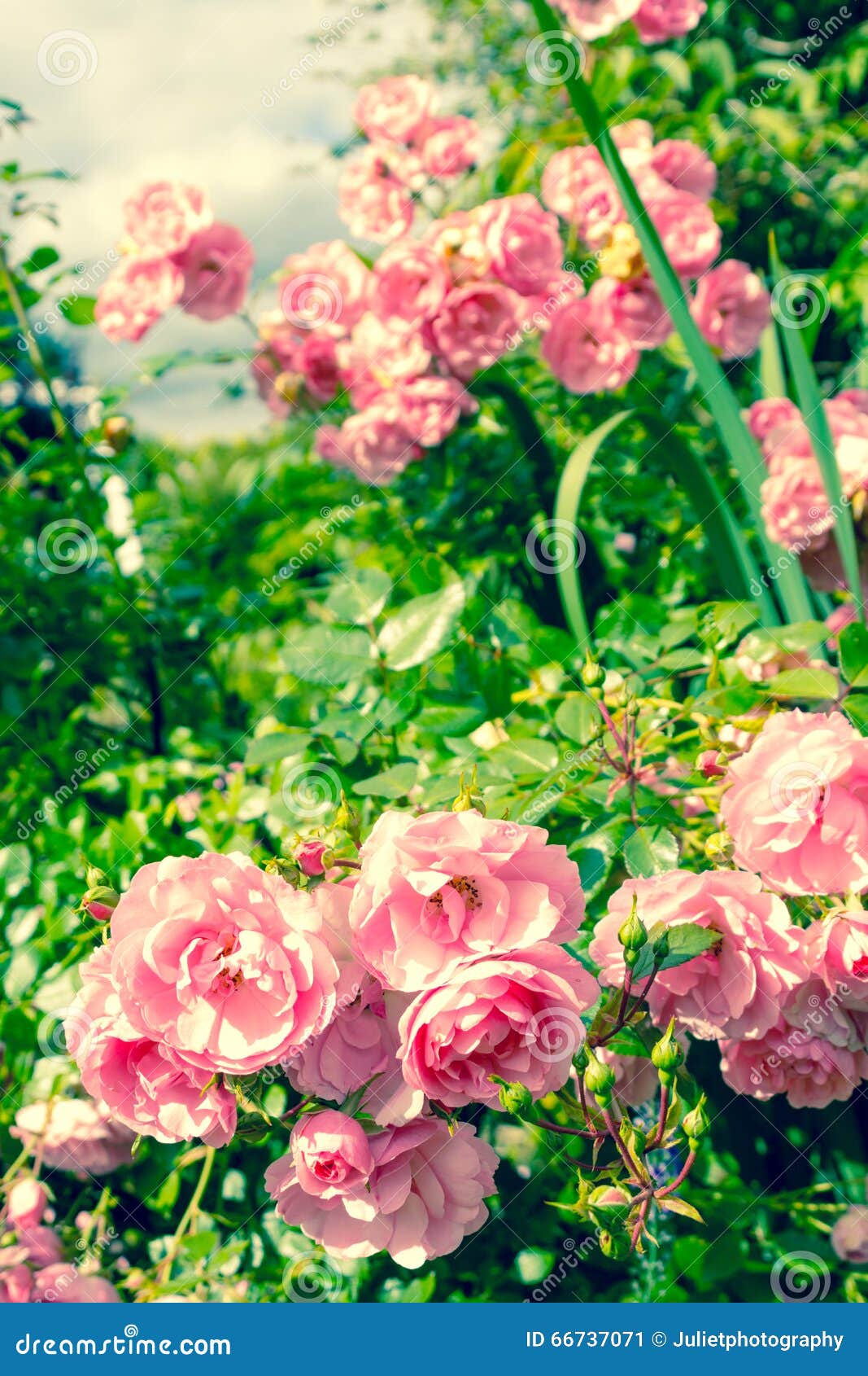 Lovely pink climbing roses stock image. Image of delicate - 66737071