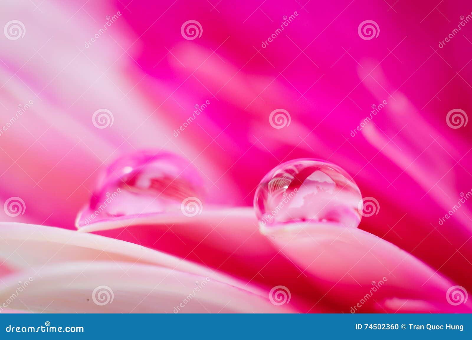 Lovely Pink Daisy Colors in Water Drops Stock Photo - Image of macro ...