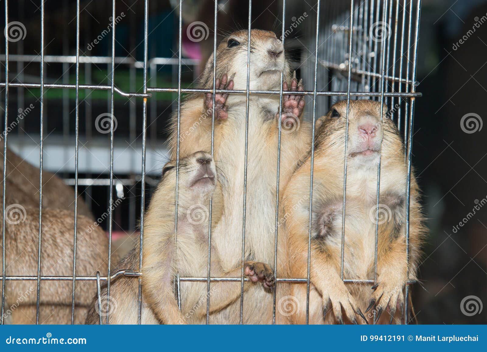 Prairie Dog in a cage. stock image. Image of cage, lovely - 99412191