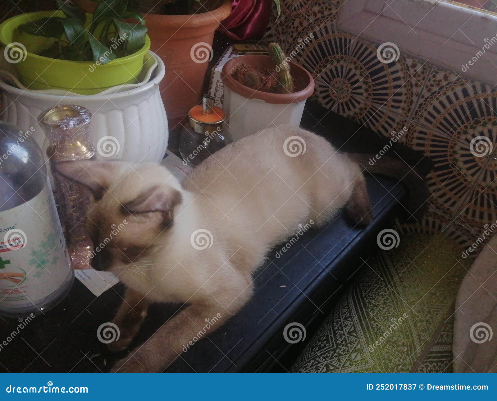 Lovely prince cat editorial photography. Image of carnivore - 252017837