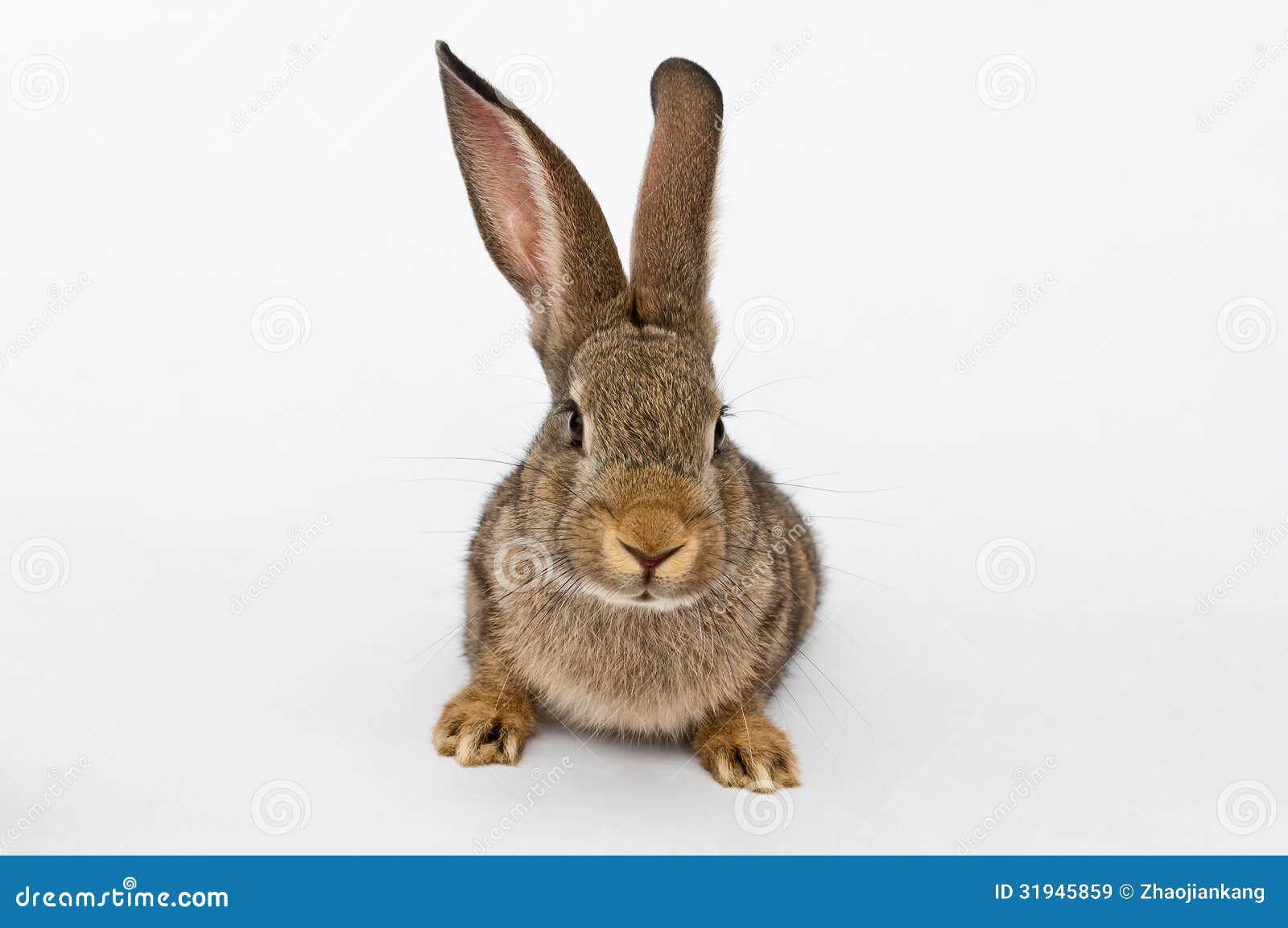 Lovely rabbit stock image. Image of love, mammals, happy - 31945859