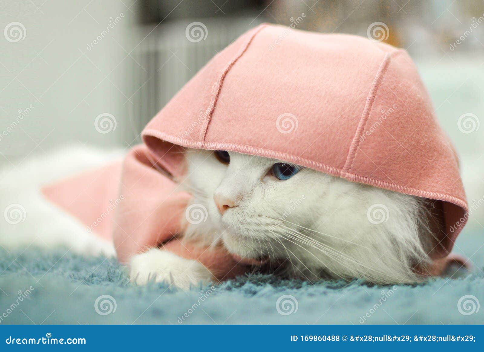 Lovely Ragdoll Cat is Wearing a Pink Hat Stock Photo - Image of serious ...