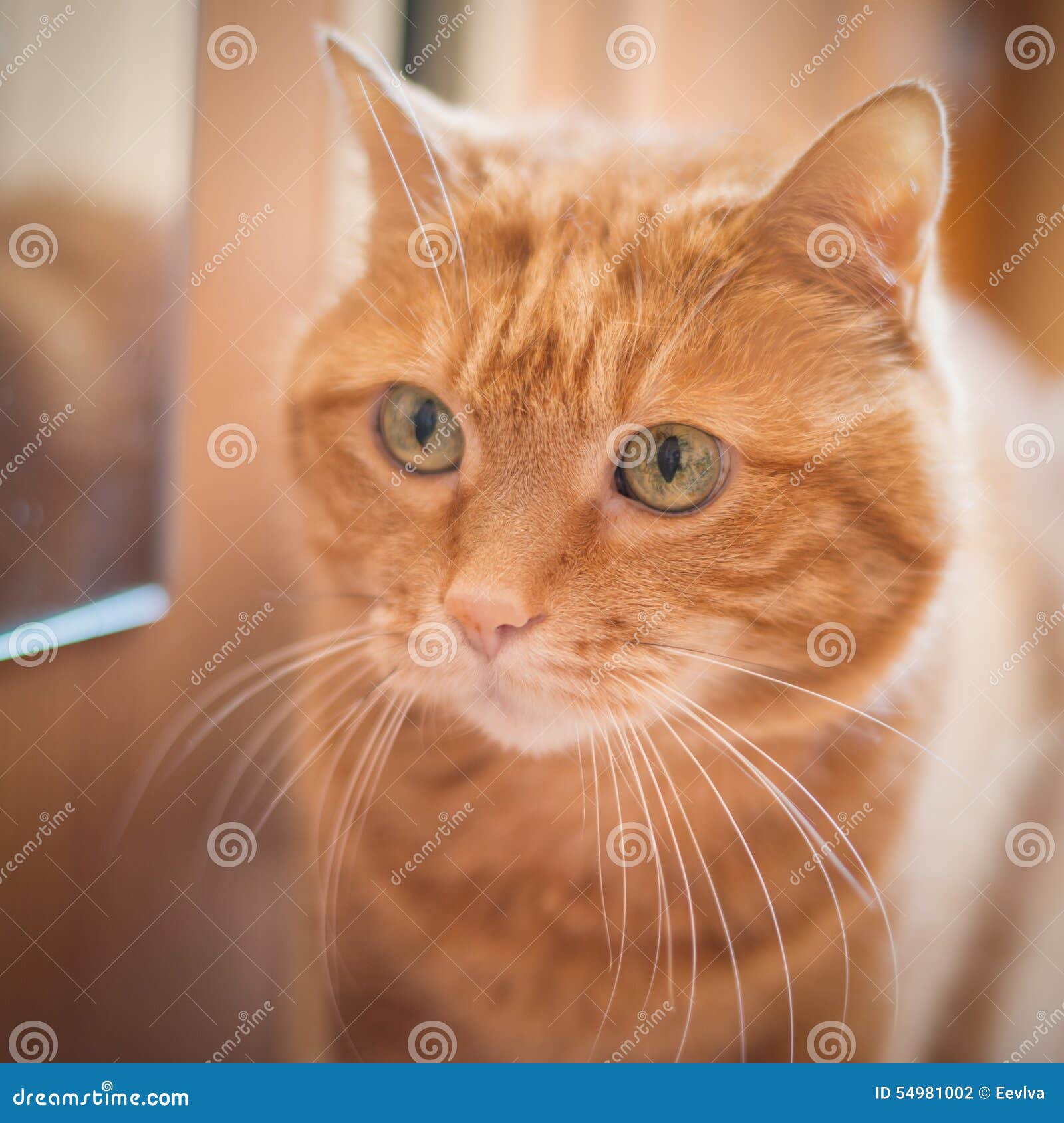 Lovely red cat. stock photo. Image of pink, fauna, delightful - 54981002