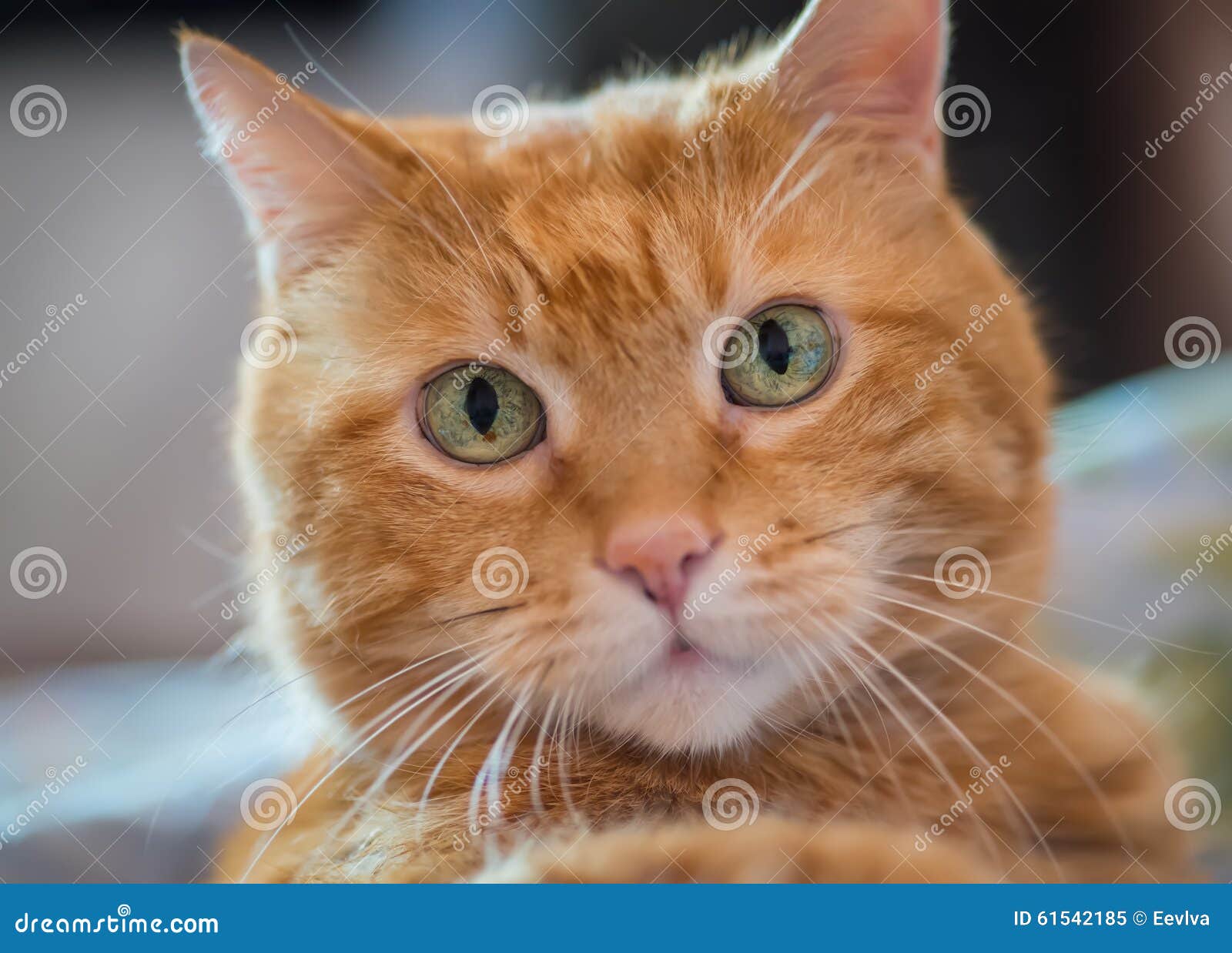 Lovely red cat. stock image. Image of hair, fluffy, pink - 61542185