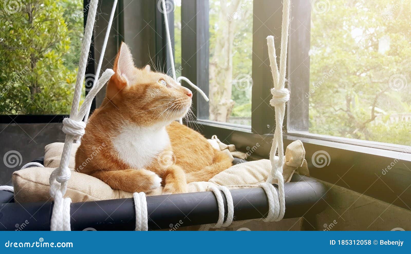 Lovely red cat, soft focus stock photo. Image of pretty - 185312058