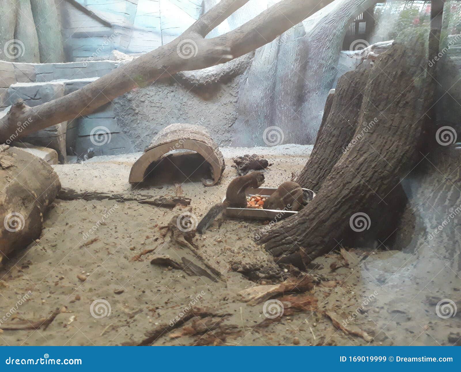 Animals stock image. Image of lunch, animals, family - 169019999