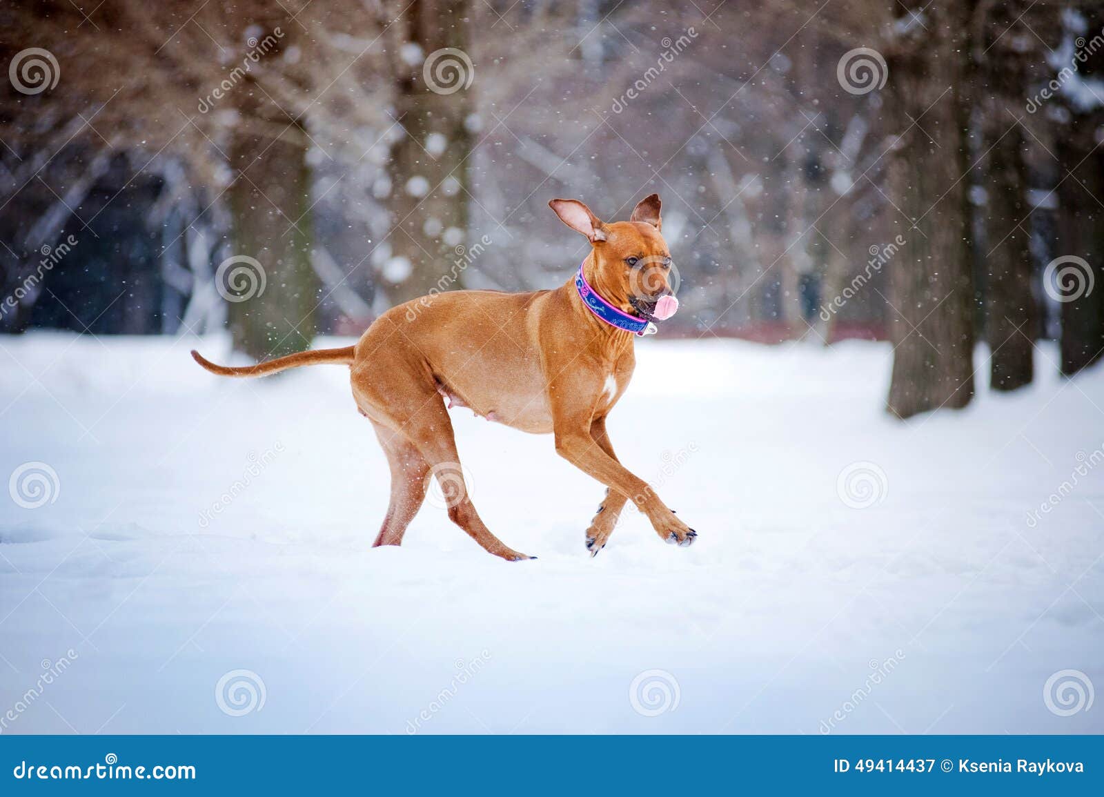 Lovely Rhodesian Ridgeback Dog Running in Winter Stock Image - Image of ...