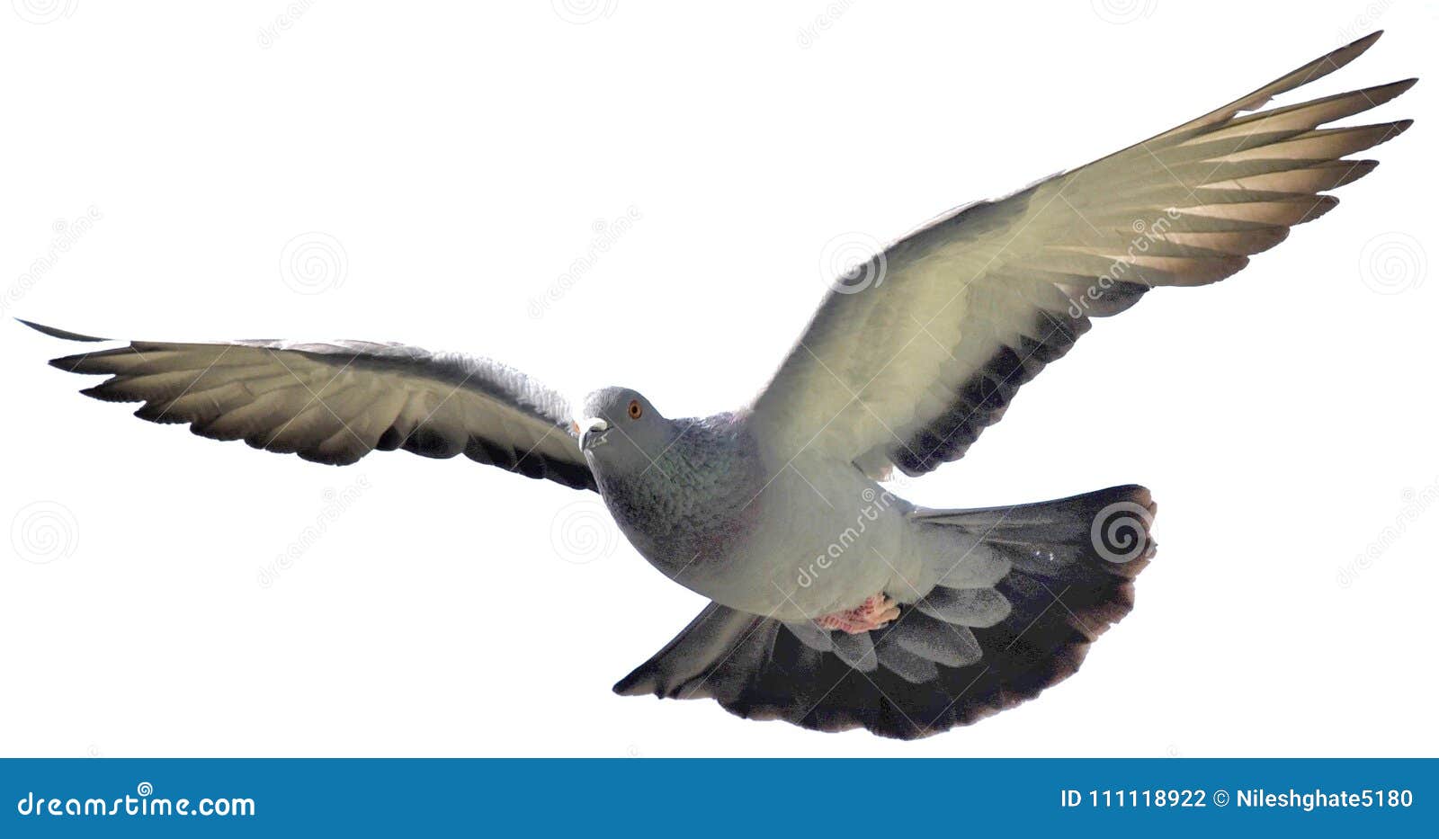 Peagon Stock Photos - Free & Royalty-Free Stock Photos from Dreamstime