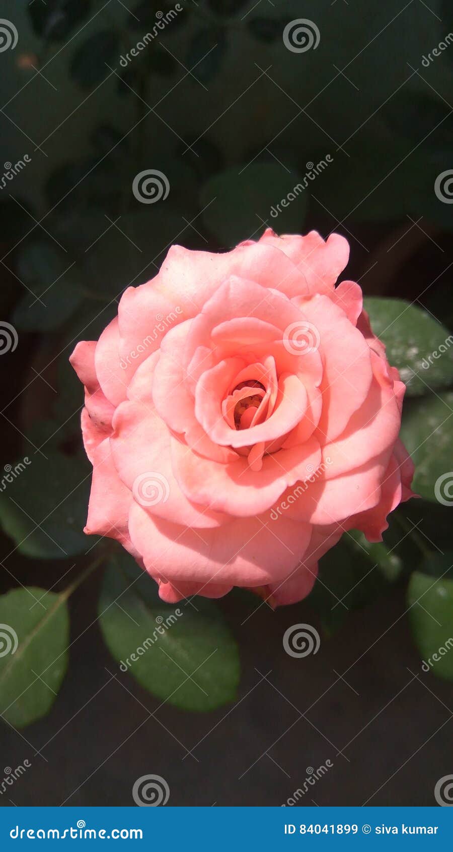 Lovely rose stock image. Image of rose, beautiful, lifes - 84041899