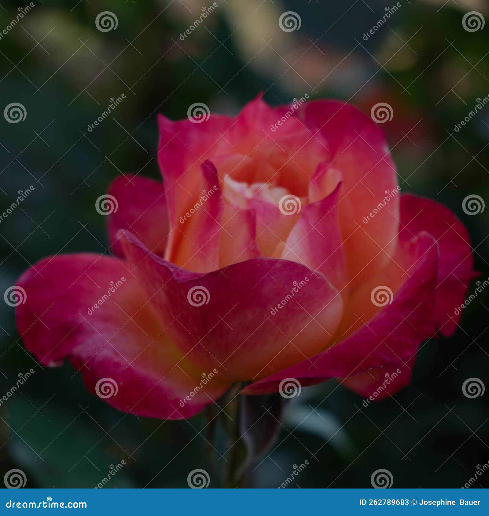 Lovely Glowing Rose stock image. Image of yellow, shrub - 262789683