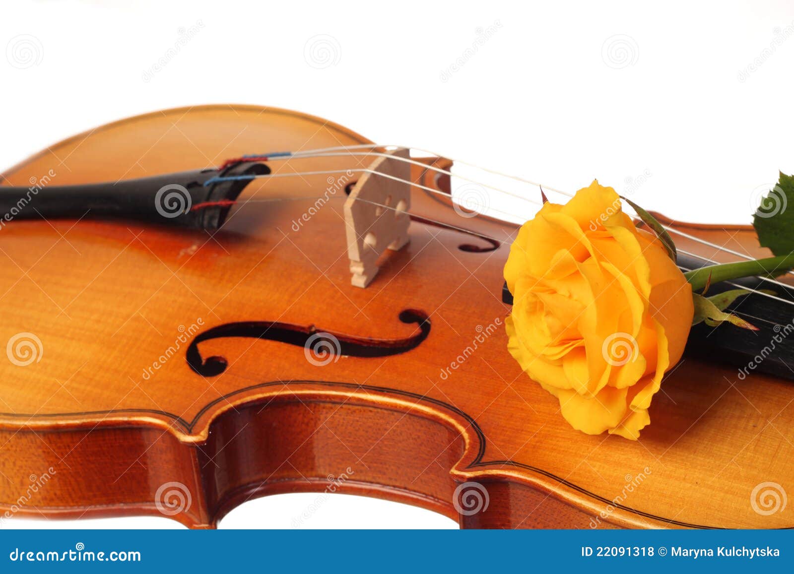 Lovely Rose on Musical Instrument Stock Photo - Image of musician, note ...