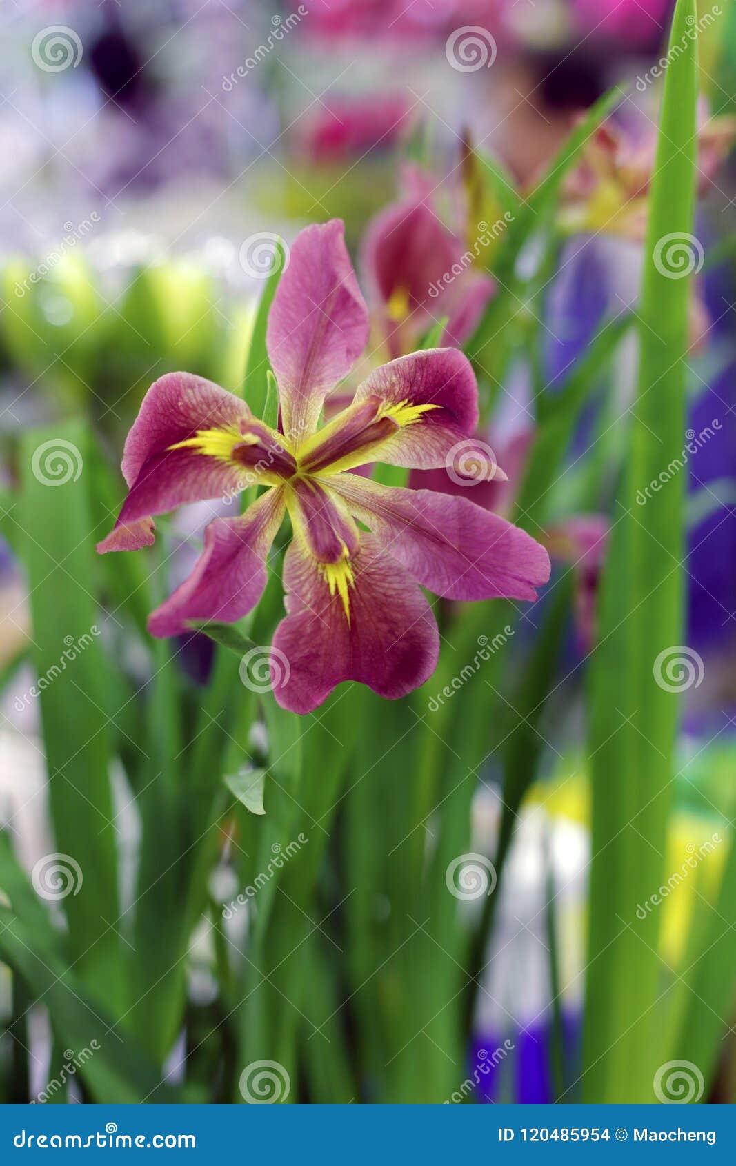 Lovely Safflower, Adobe Rgb Stock Photo - Image of flower, flowers ...