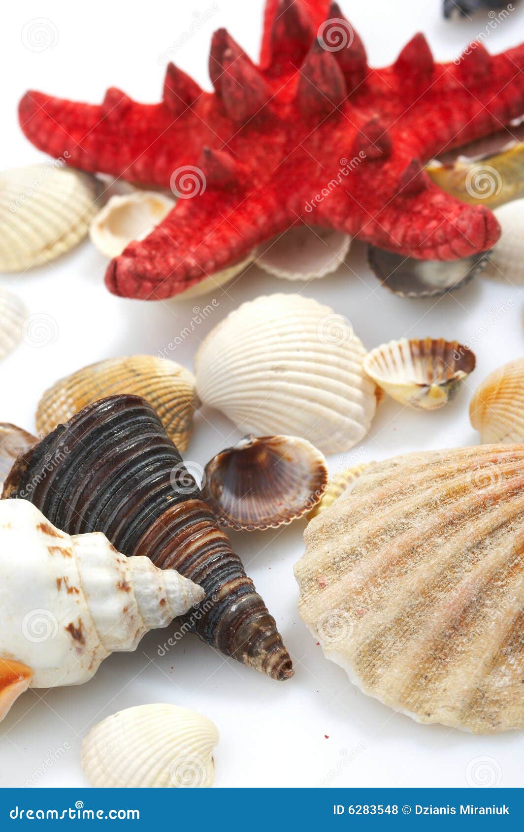 Lovely seashells against stock photo. Image of detailed - 6283548