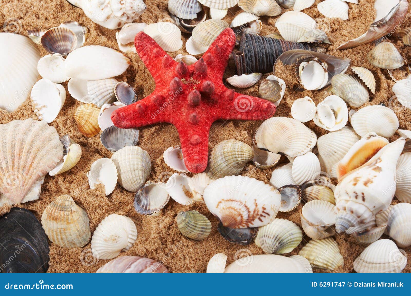 Two Seashells Against The Sea Of Xrisi Akti In Paros Island In Greece ...