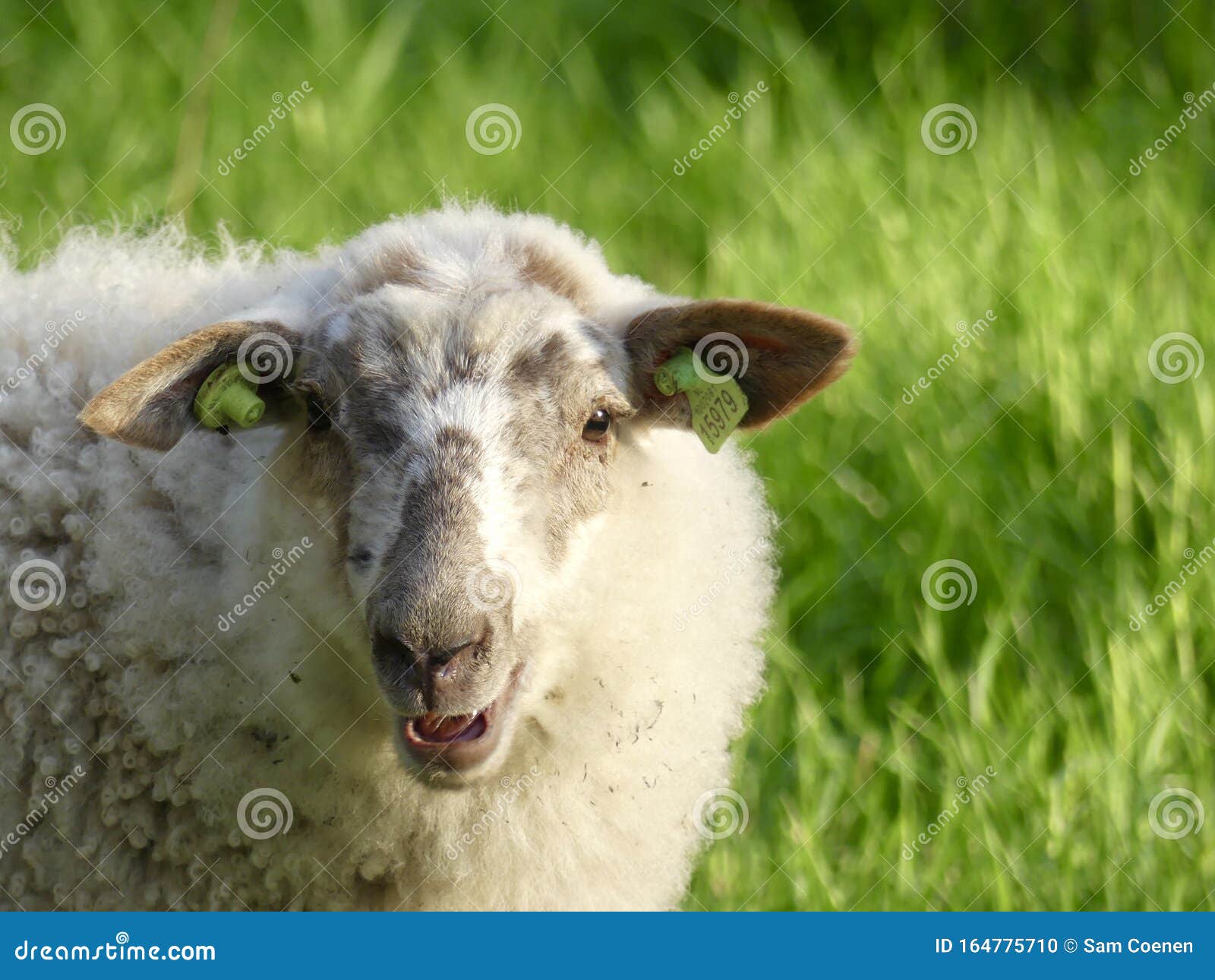Lovely Sheep Smiling Eating Happy Stock Photo - Image of sheep, lovely ...