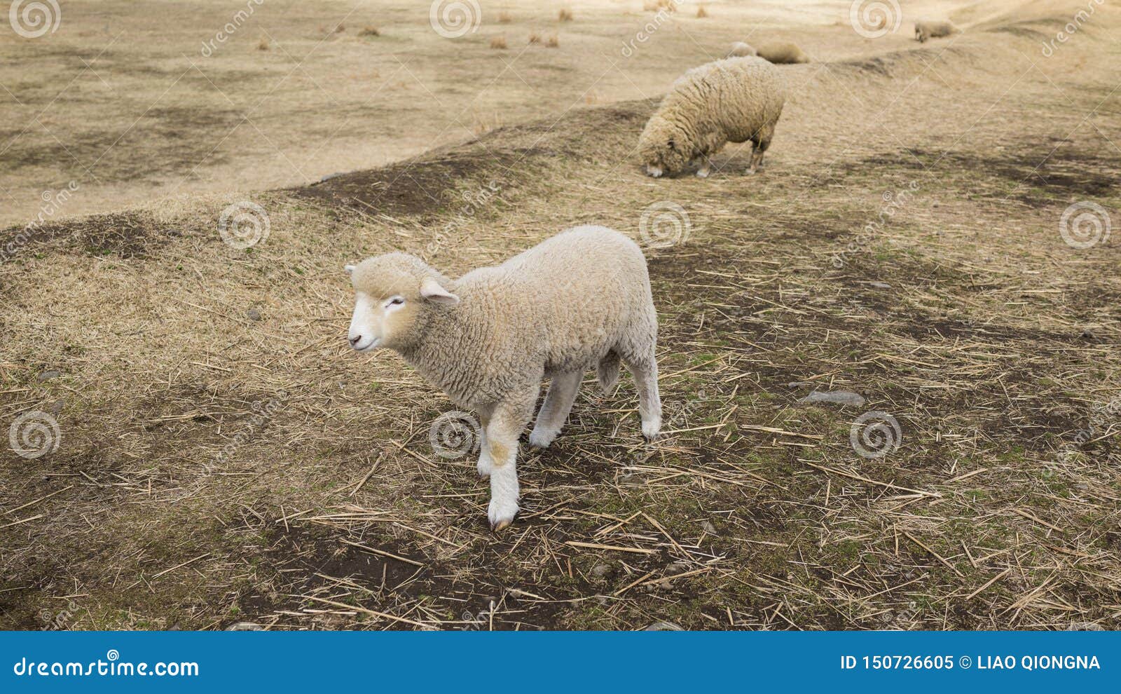 The Lovely Sheep is Walking on the Land in the Farm Stock Image - Image ...
