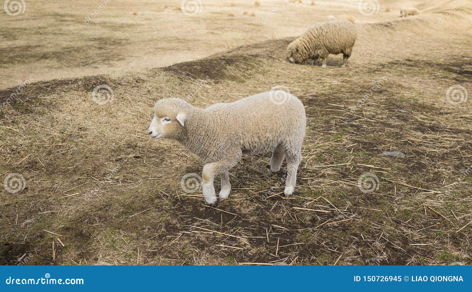 The Lovely Sheep is Walking on the Land in the Farm Stock Image - Image ...