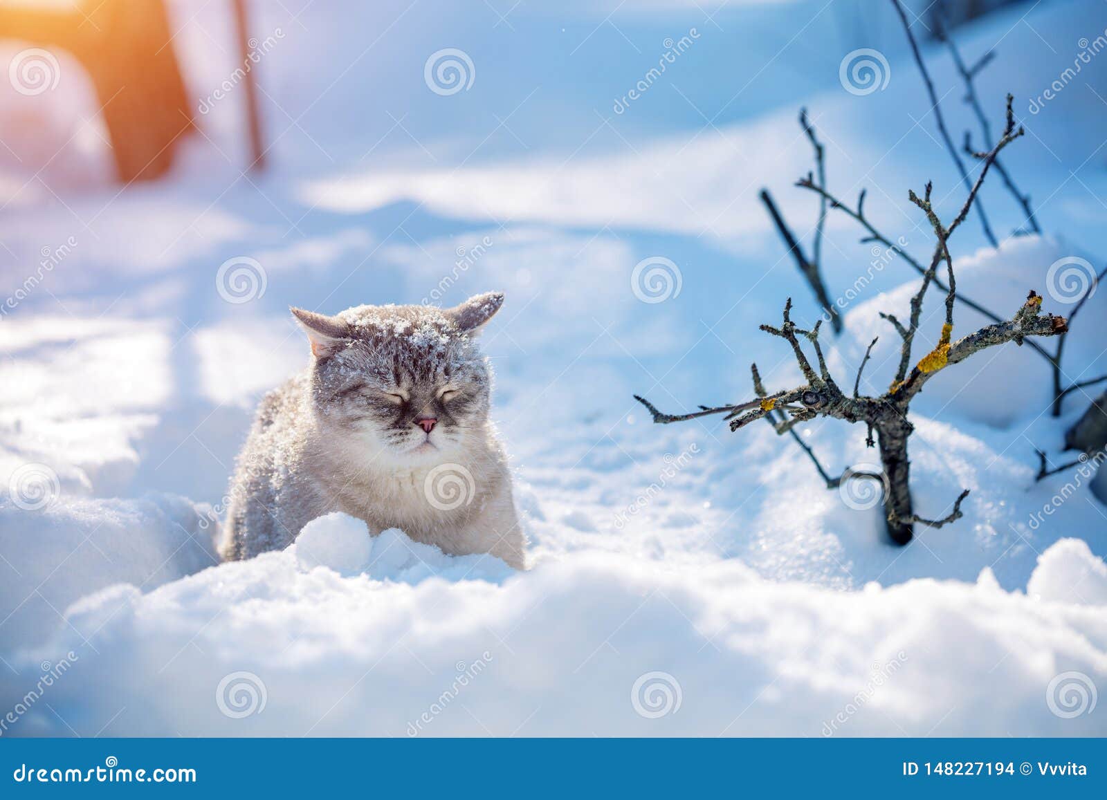 Cat Walks in the Deep Snow in Winter Stock Photo - Image of cute, deep ...