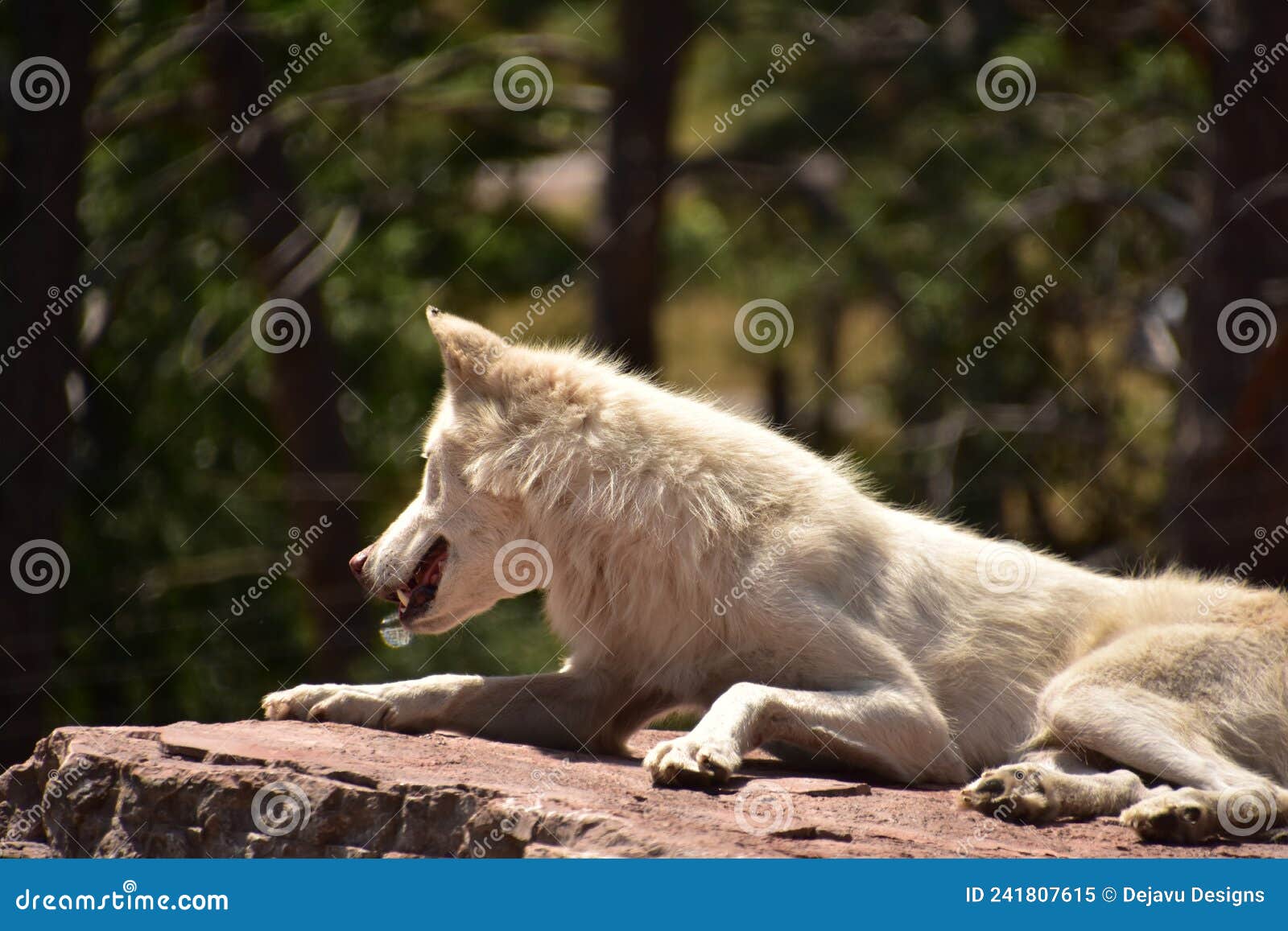 Lovely Side Profile of a White Timber Wolf Stock Image - Image of ...