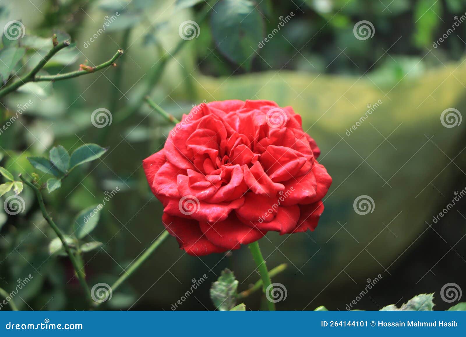 Lovely Single Blooming Red Rose Stock Image - Image of closeup ...