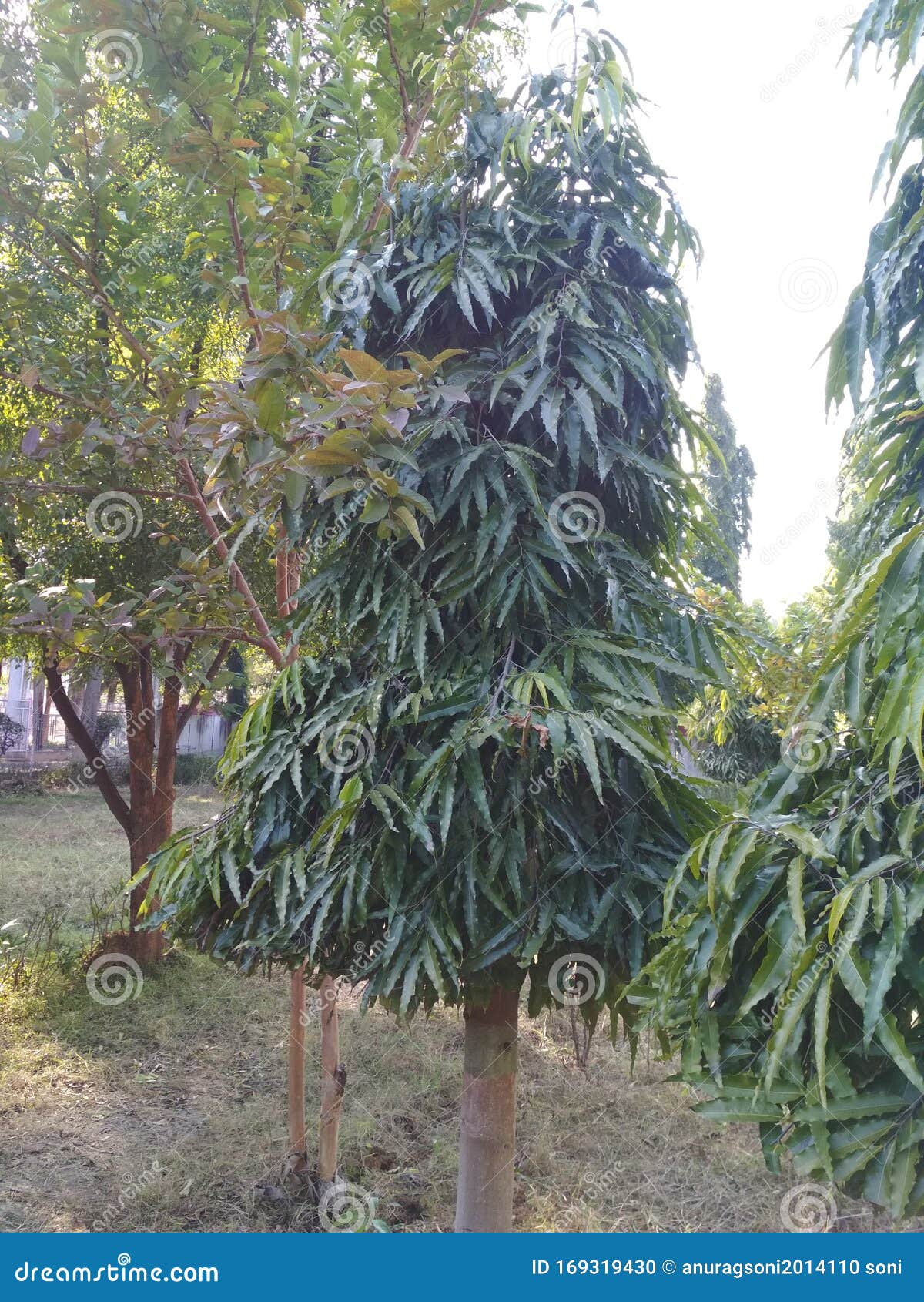 Mini tree in gardan stock photo. Image of small, smaii - 169319430