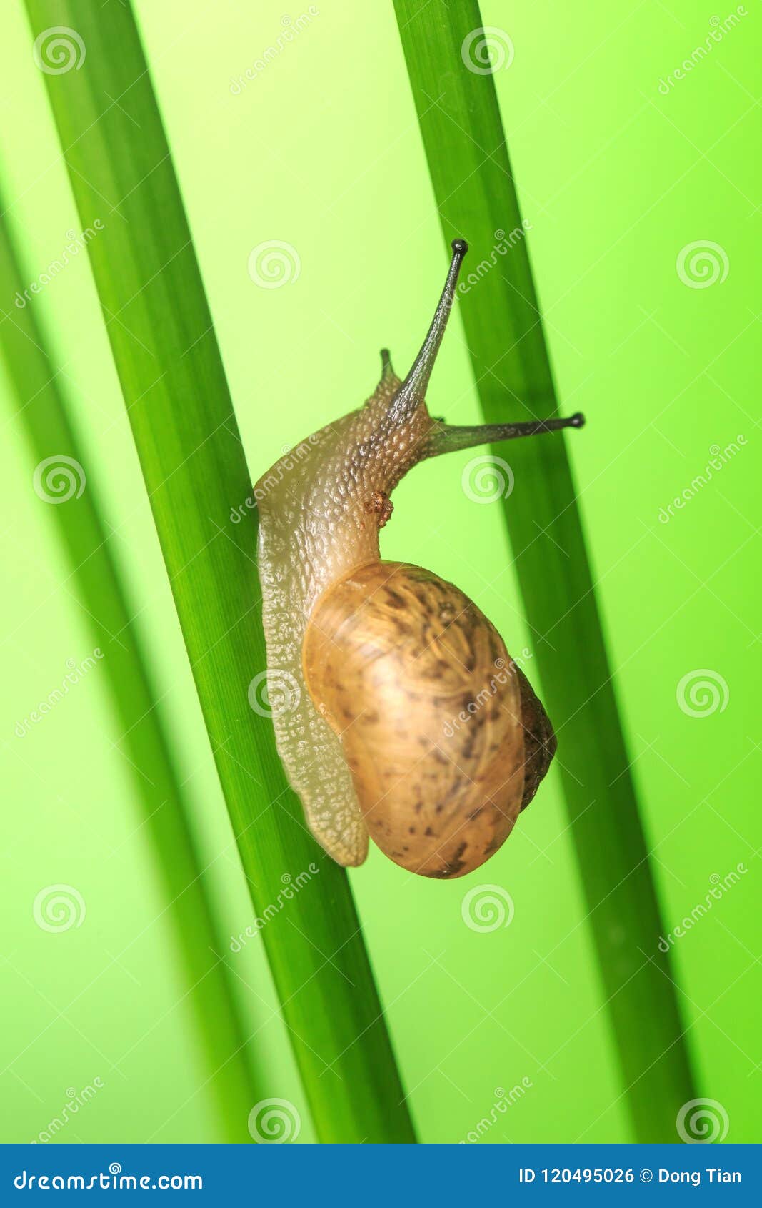 Lovely snail stock photo. Image of subclass, camel, door - 120495026