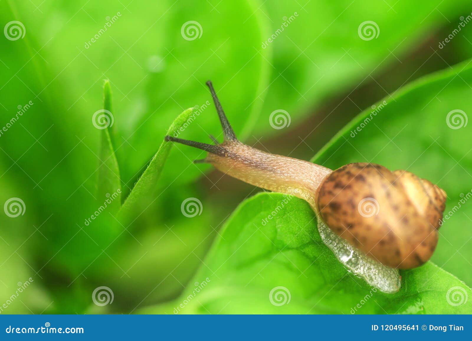 Lovely snail stock image. Image of leaves, wild, nature - 120495641