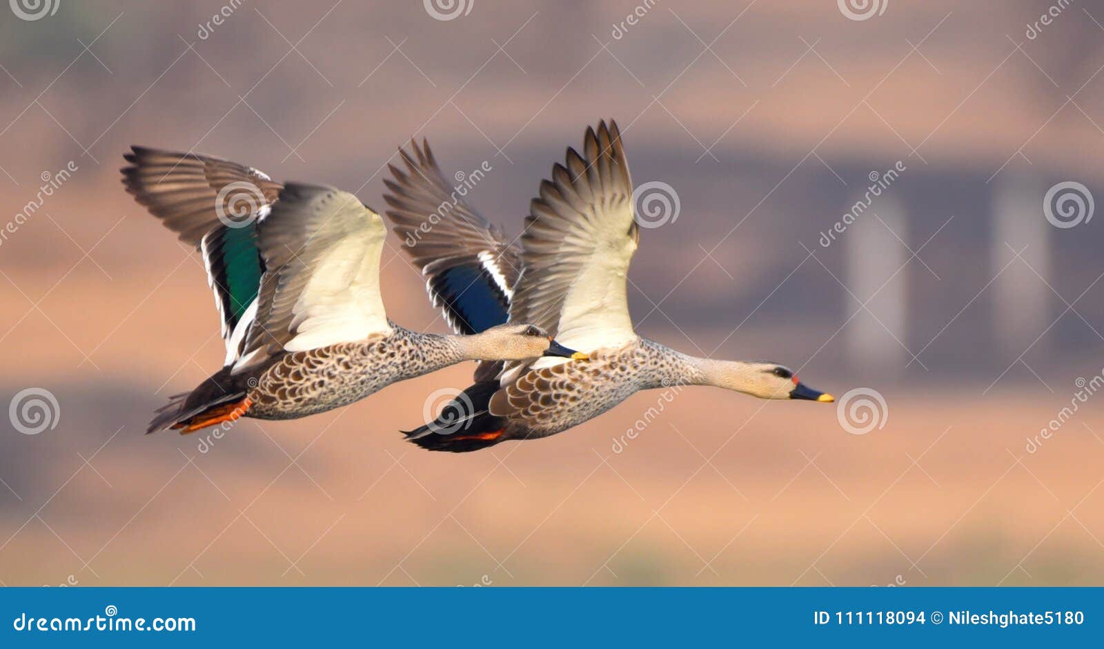 Spot Billed Ducks in Flight Stock Photo - Image of spotbill, billed ...