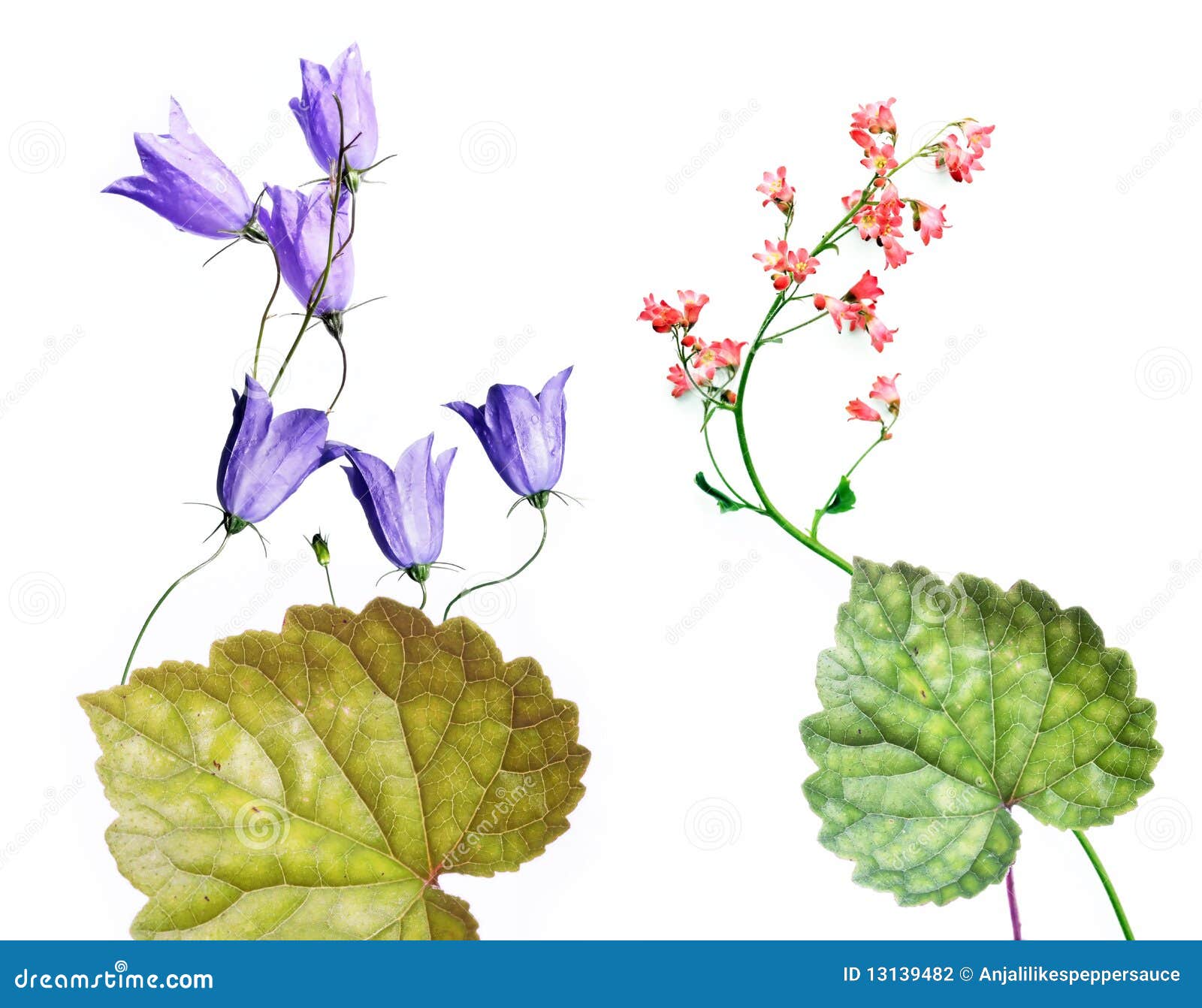 Lovely spring flora stock photo. Image of freshness, light - 13139482