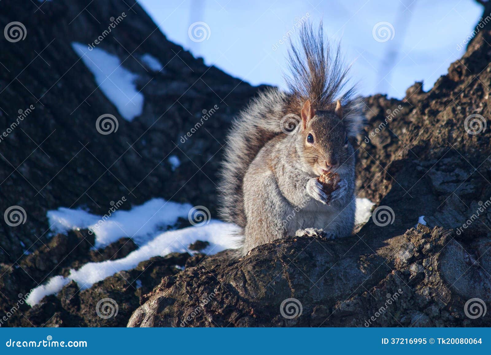 Lovely Squirrel Having Lunch Stock Image - Image of animal, year: 37216995