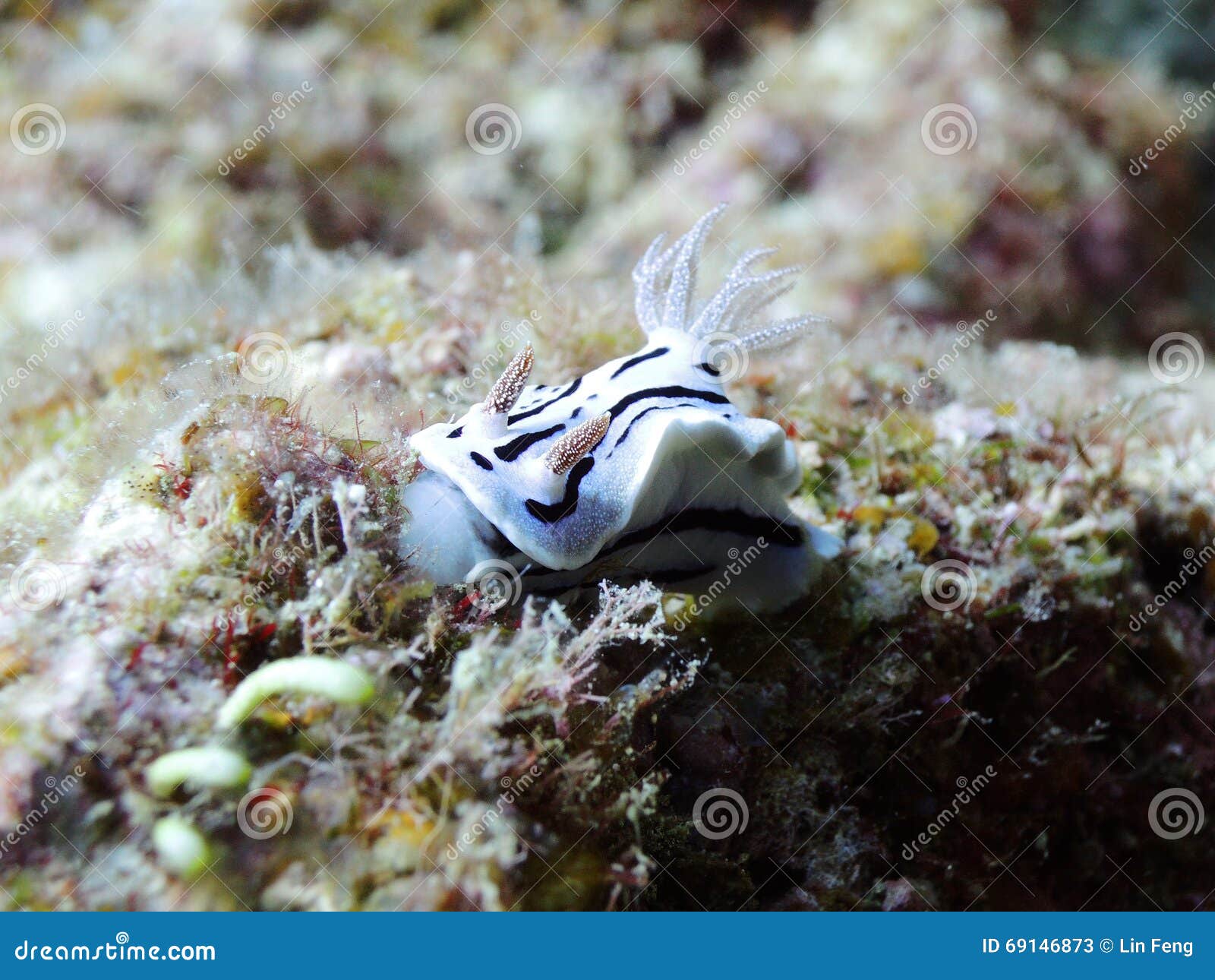 A Lovely Streak Ovula(ovum) Stock Image - Image of beatiful, anemone ...