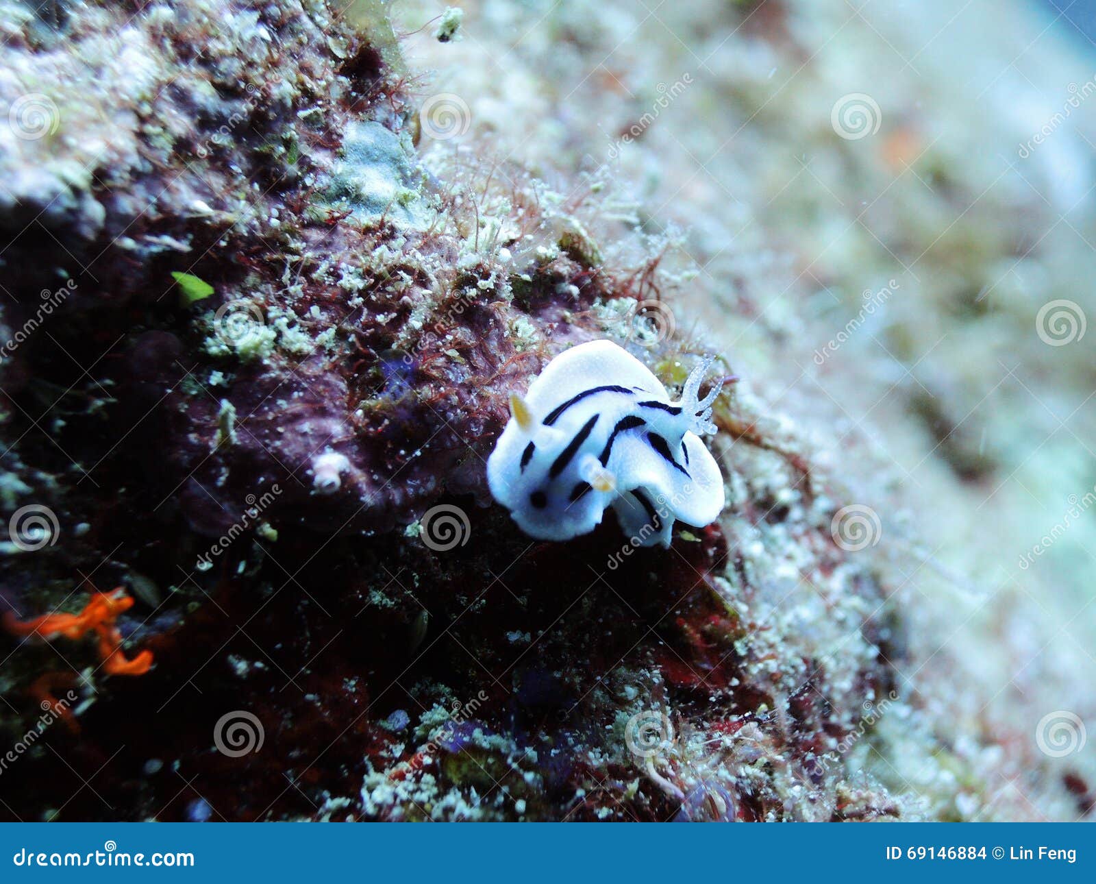 A Lovely Streak Ovula(ovum) Stock Photo - Image of acropora, aware ...