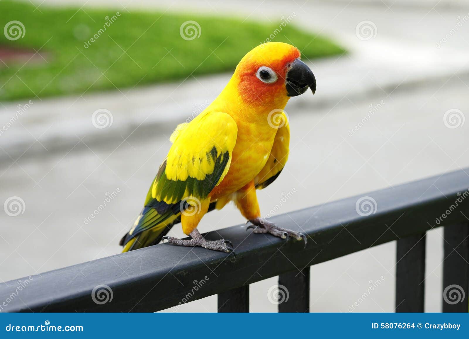 Lovely Sun Conure Parrot on the Branch Stock Photo - Image of creature ...