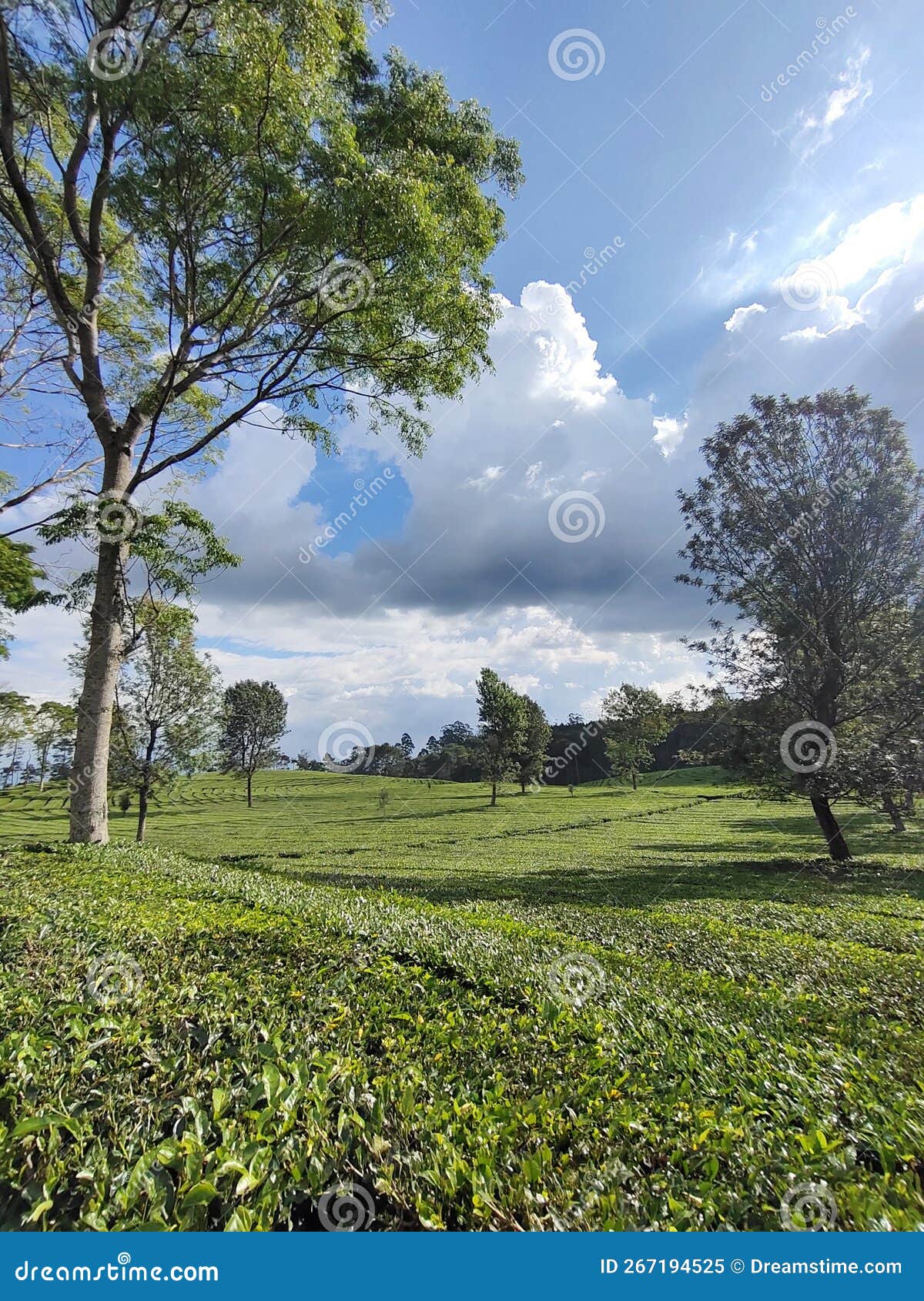 A Lovely Tea Garden To Unwind in Stock Image - Image of nature, unwind ...