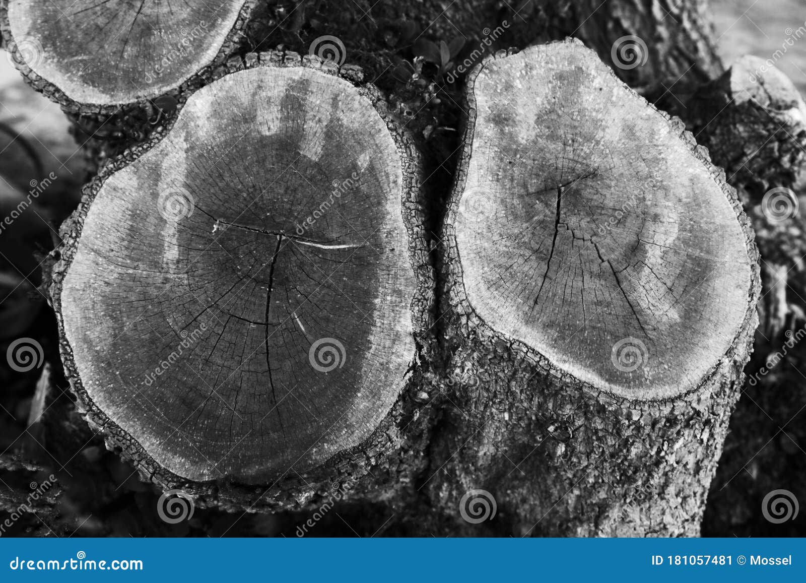 Lovely Texture on Cutted Tree Trunks Stock Image - Image of natural ...