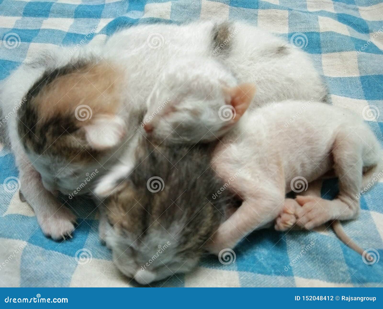 Lovely Three Baby Kittens Together Stock Photo - Image of tired ...