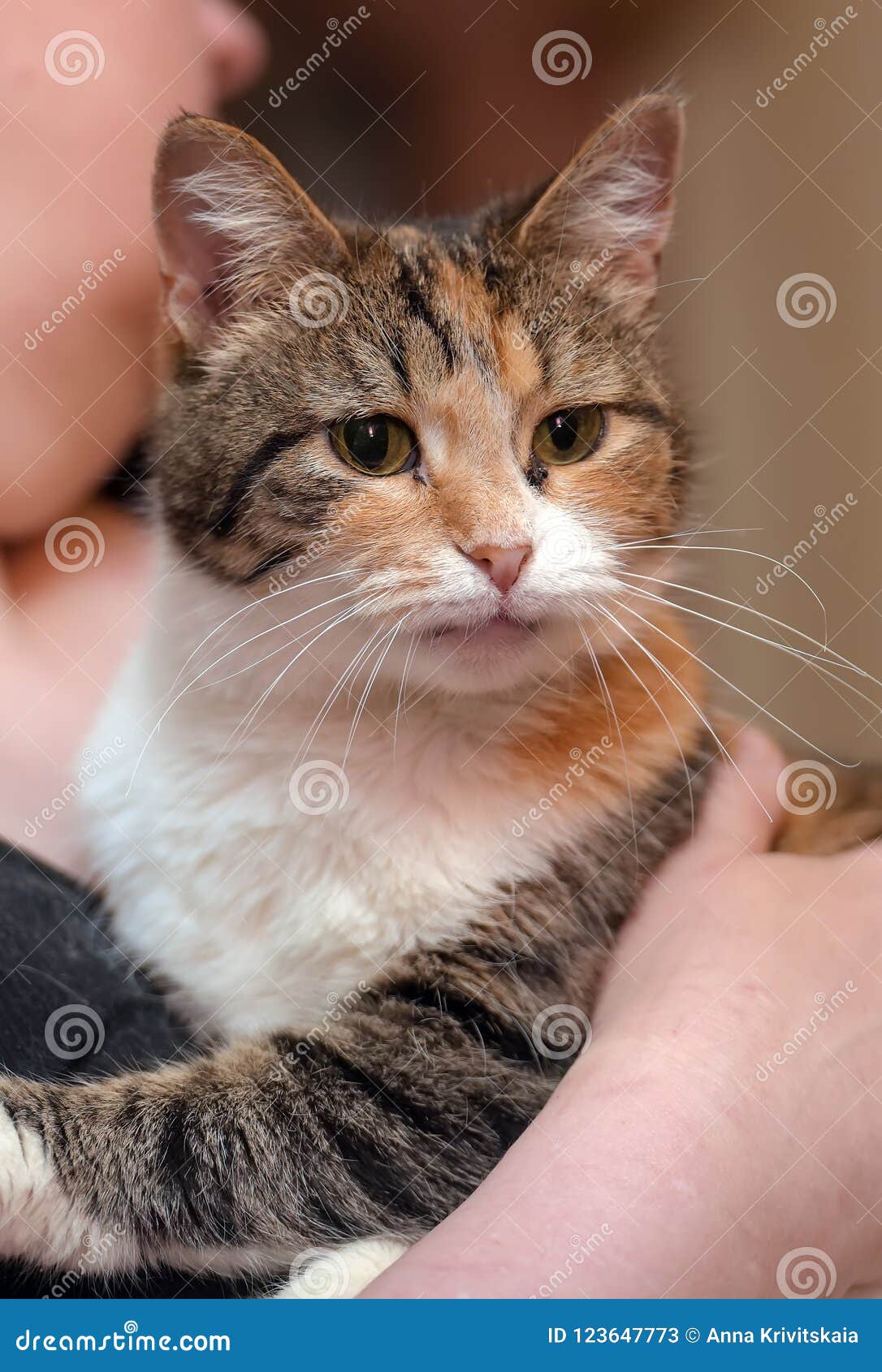 Lovely Three-colored Cat in the Hands Stock Image - Image of hand ...