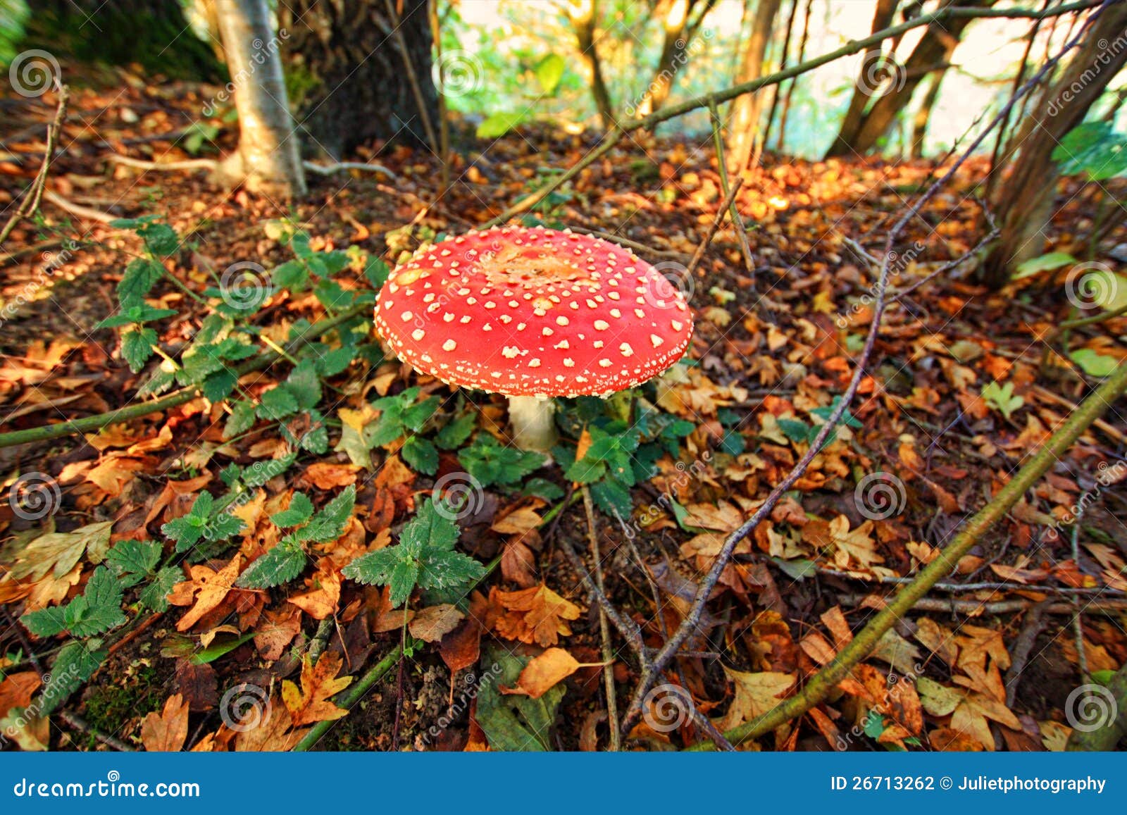 Lovely toadstool close up stock photo. Image of growing - 26713262