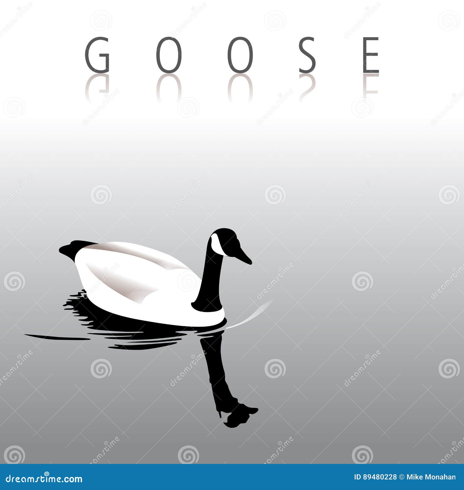 Two Swimming Canada Geese Branta Canadensis On A Blue-green Background ...