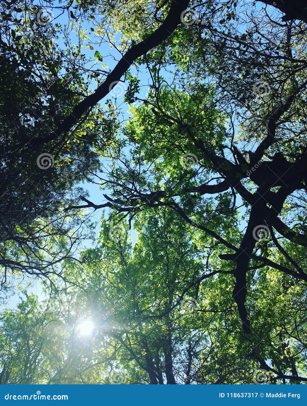 Tree canopy stock image. Image of foliage, lovely, canopy - 118637317