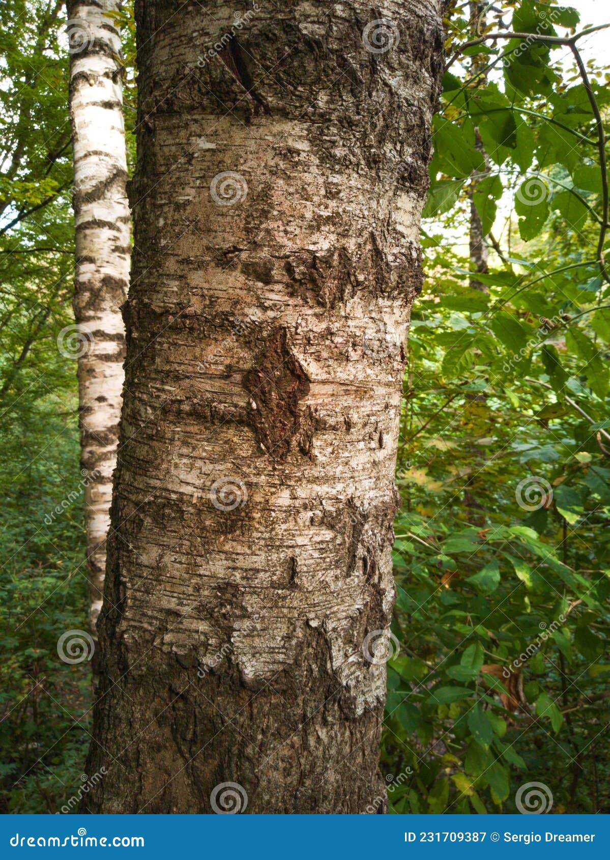 Lovely tree on cozy nature stock image. Image of deciduous - 231709387