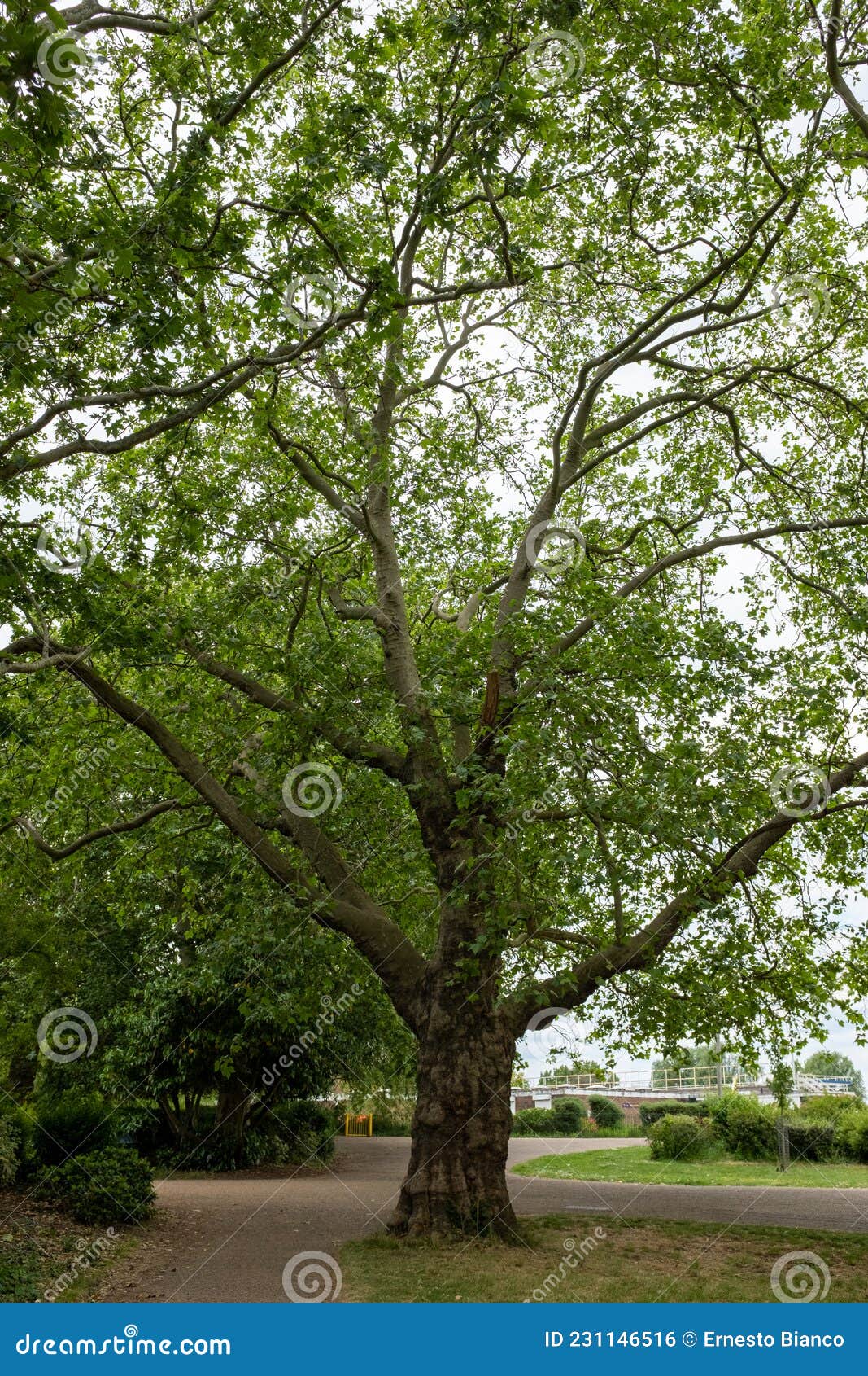 A Lovely Tree with Expanding Branches in Finsbury Park Stock Photo ...