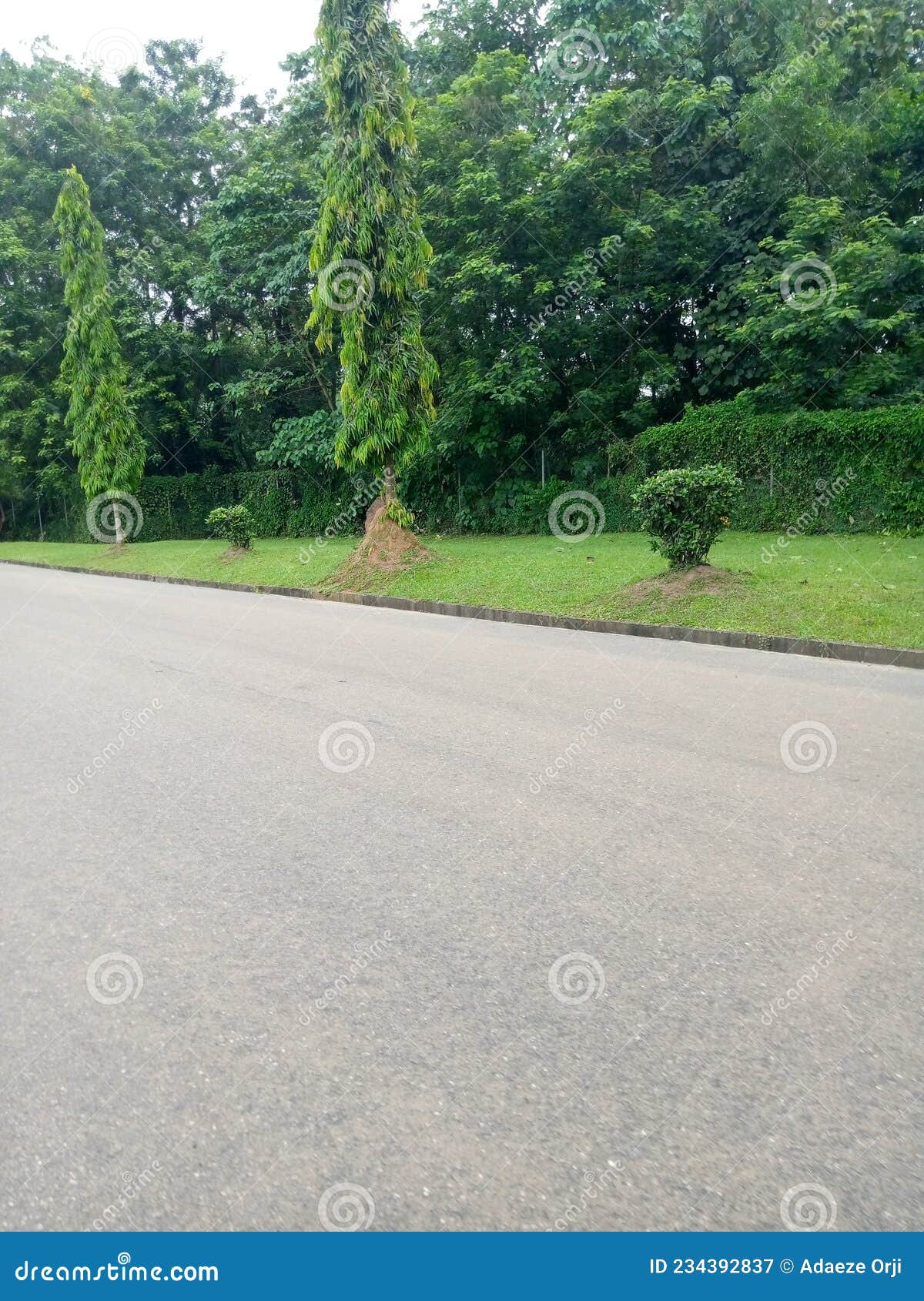 Lovely trees by roadside stock image. Image of backyard - 234392837