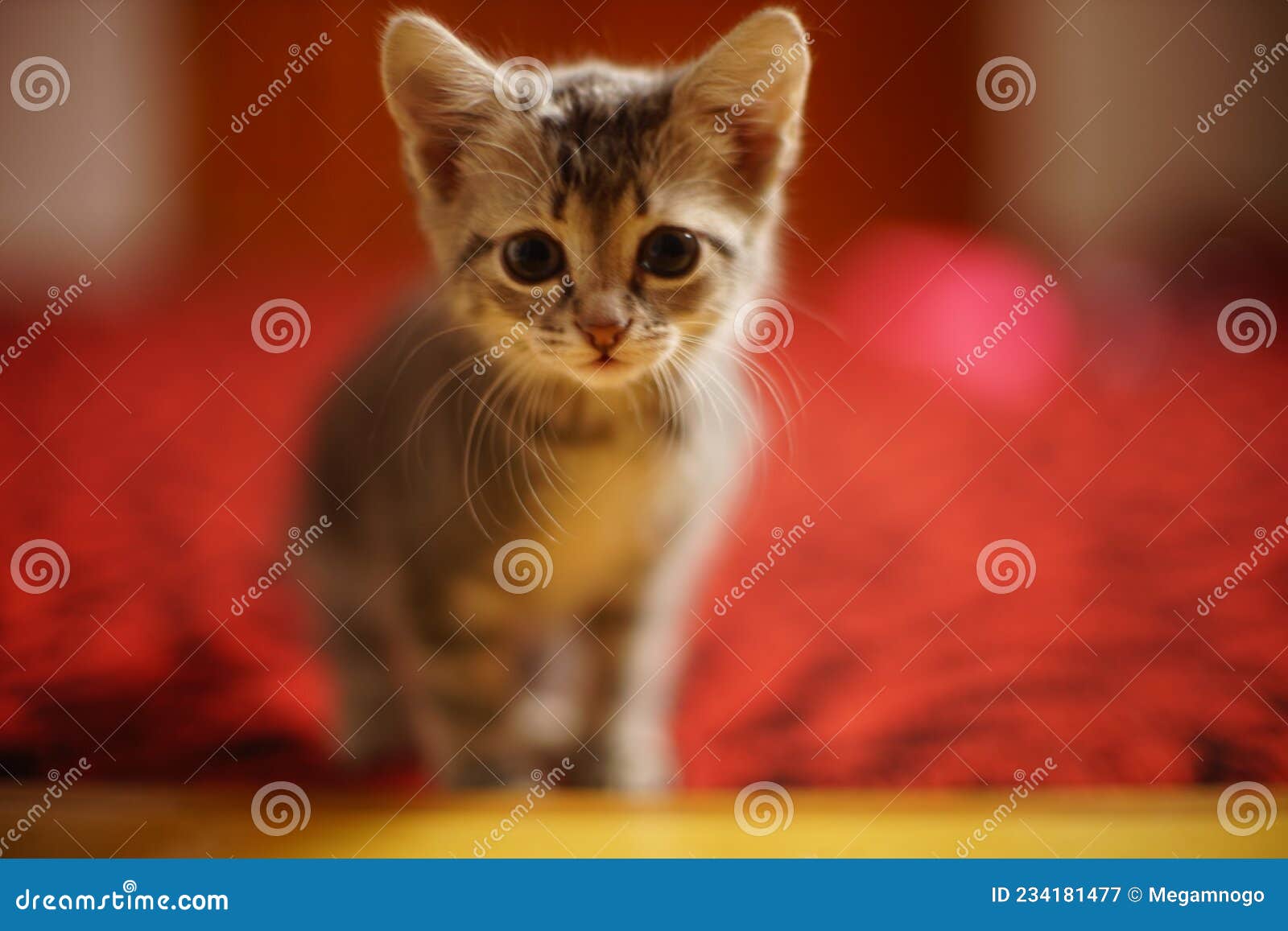 Lovely Turtle Kitten Portrait on Red Carpet Stock Image - Image of nose ...