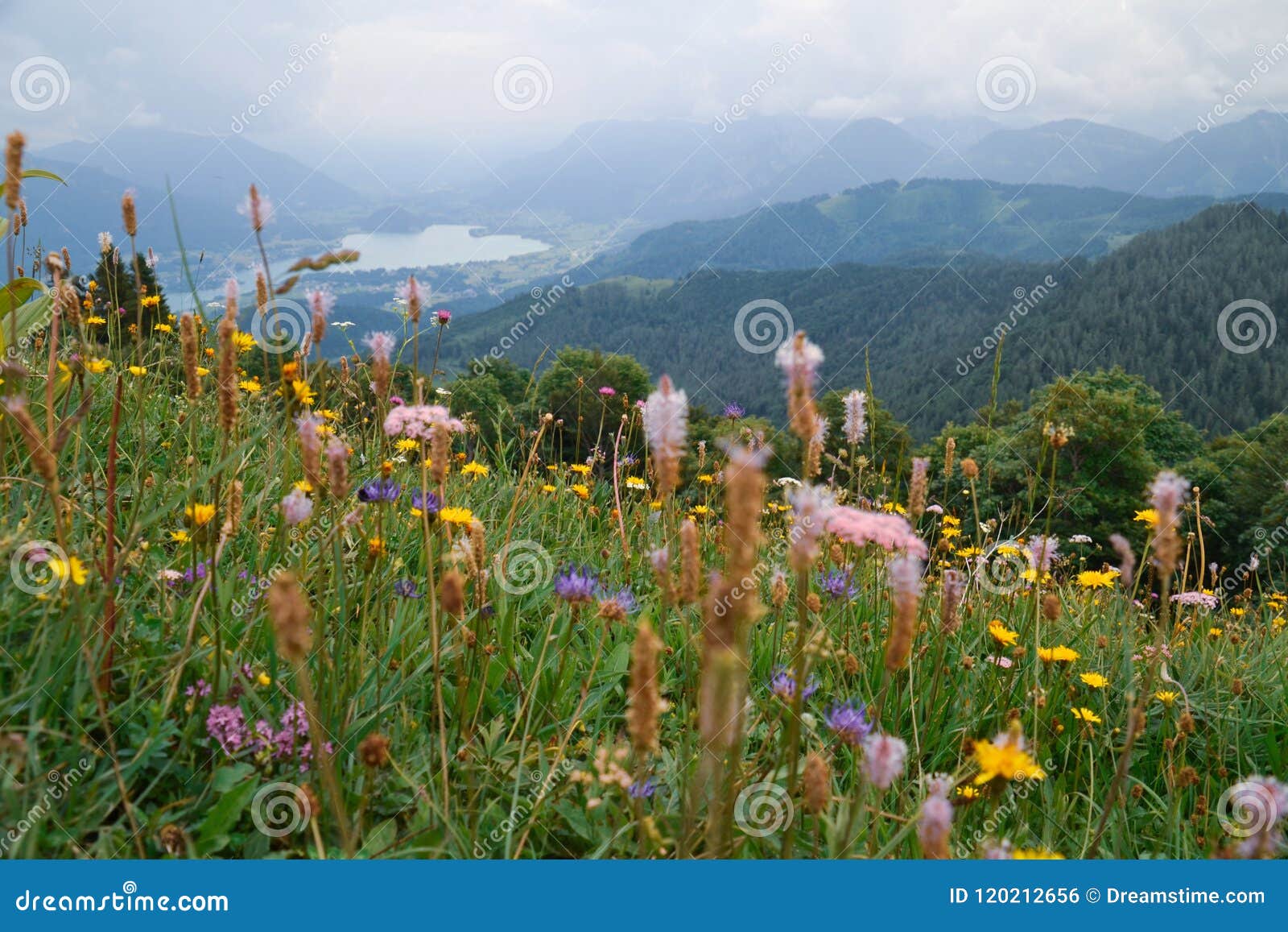 Lovely view stock photo. Image of animal, lovely, view - 120212656