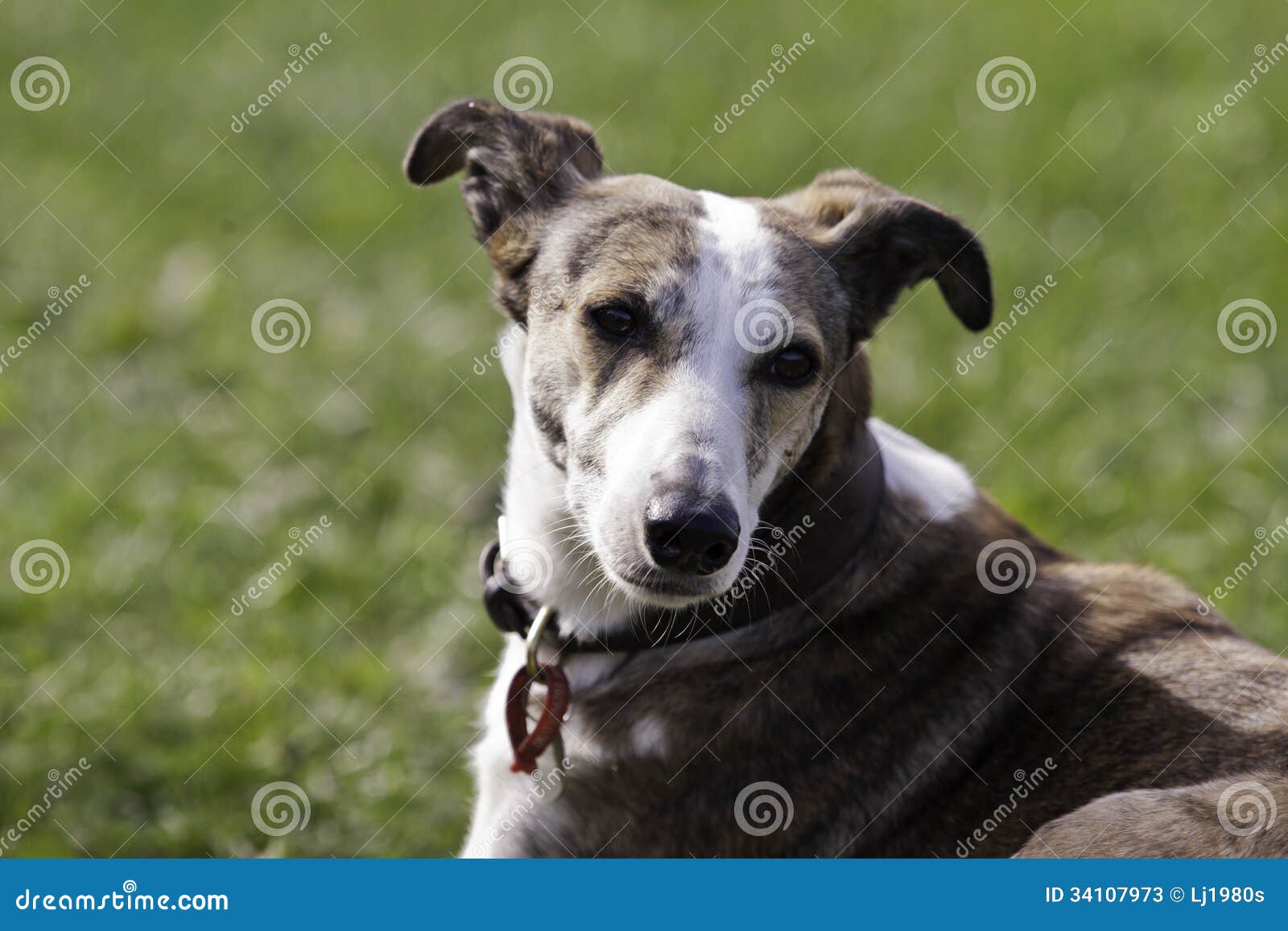 Lovely whippet stock image. Image of sighthound, canine - 34107973