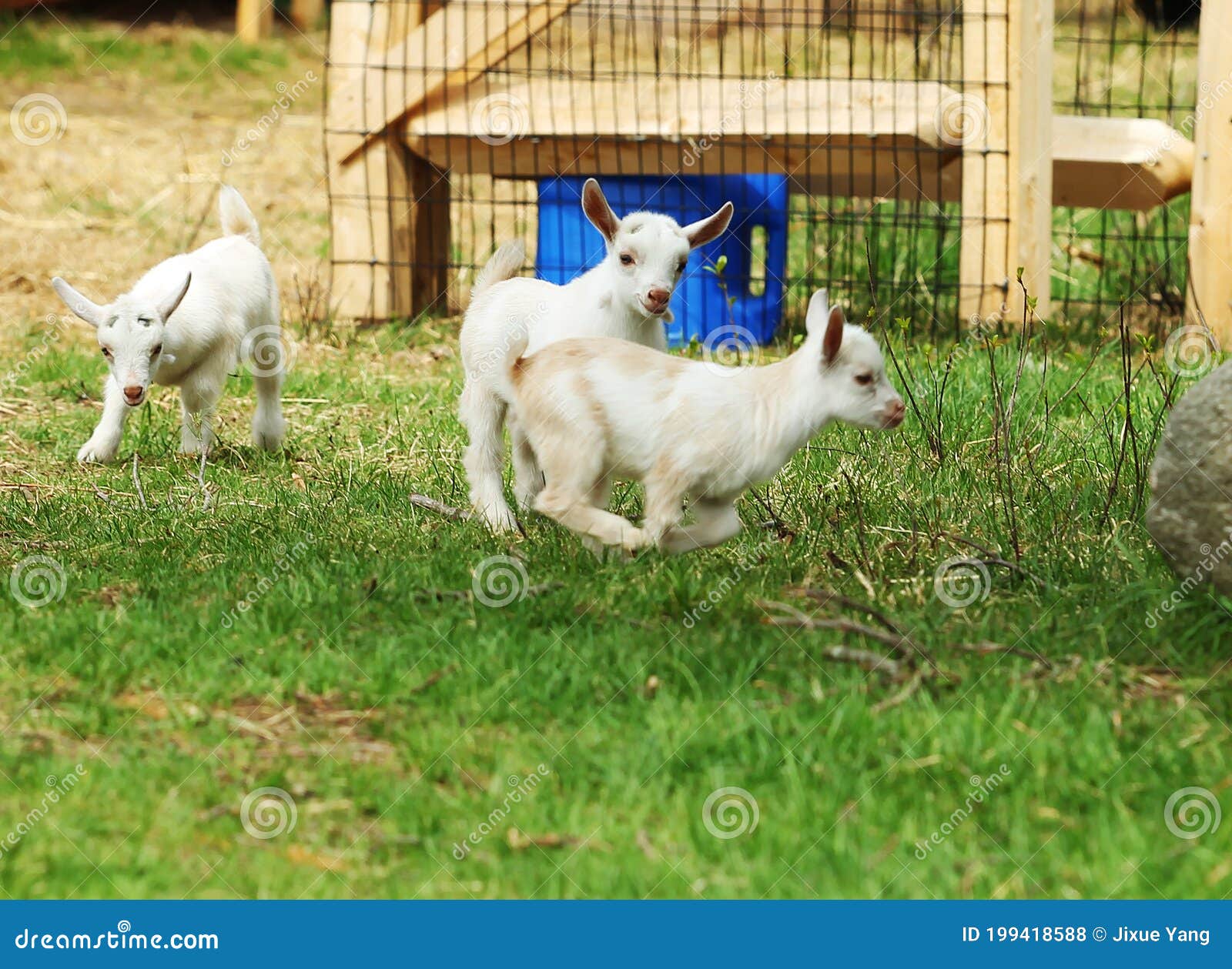 Lovely WHITE Baby Goat Running on Grass Stock Photo - Image of running ...